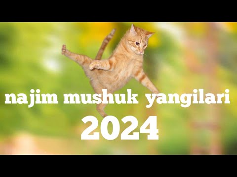 Najim mushuk yangilari #2024