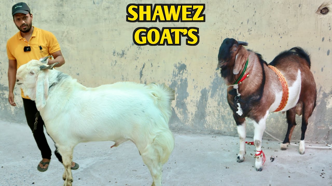 Malwa Goat’s Shandar Collection At Shawaz Goat’s - YouTube