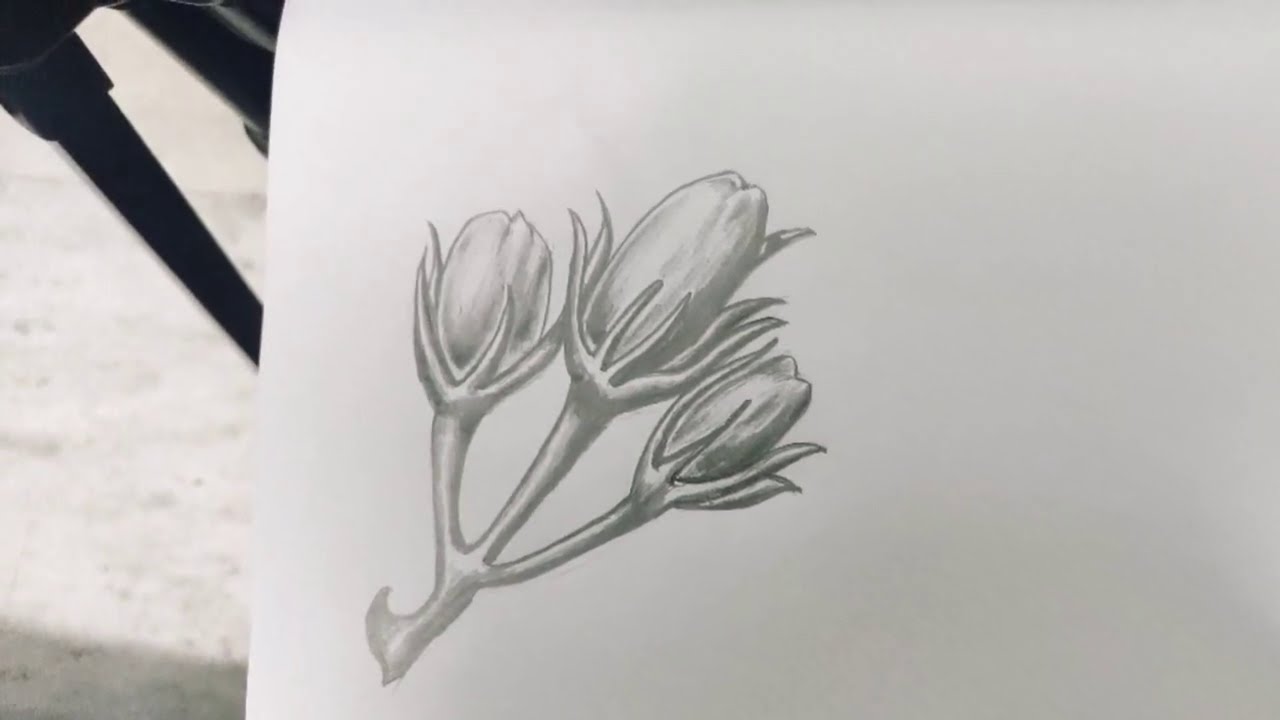 Drawing mogra buds (flower) shadow picture step by step - YouTube