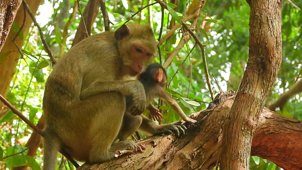 Very nice Monkey Tana she love & take care about her adorable baby ...