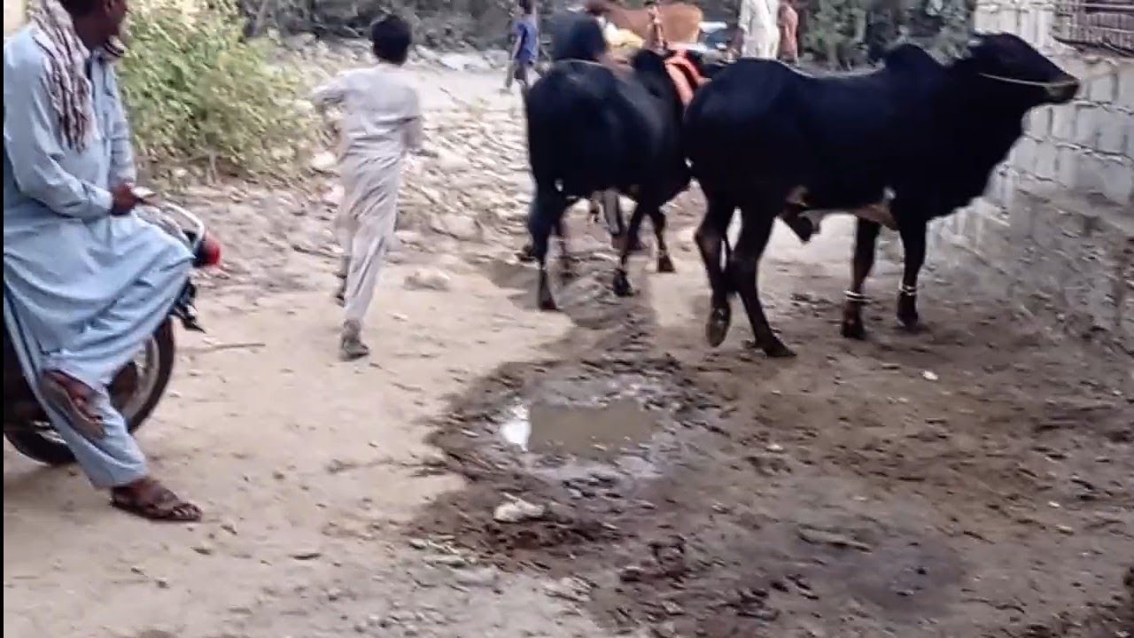 Bari Eid Mubarak|| bakra eid ka janwar 2025 ||bakra eid ke janwar pyare ...