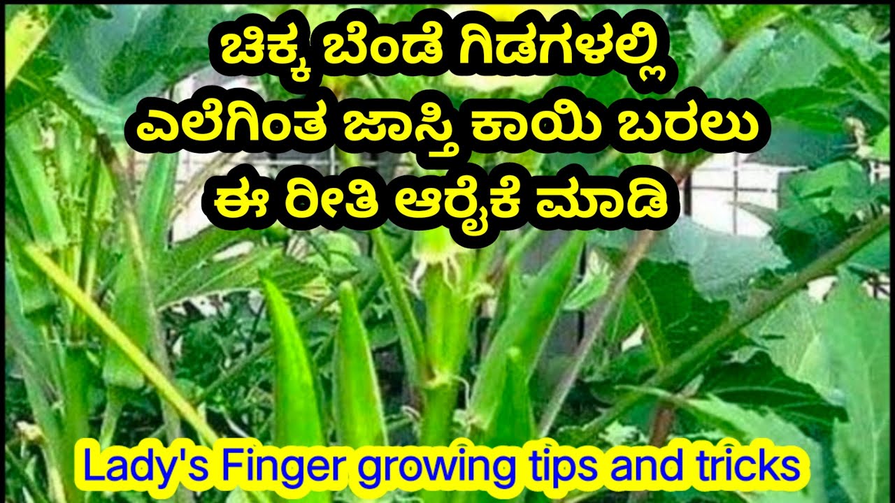 How to grow more lady's finger in small plants/Tips and Tricks to grow ...