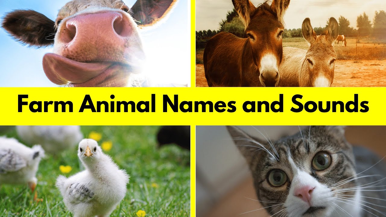Farm Animals Names and Sounds For Kids to Learn | Learn Animal Names ...