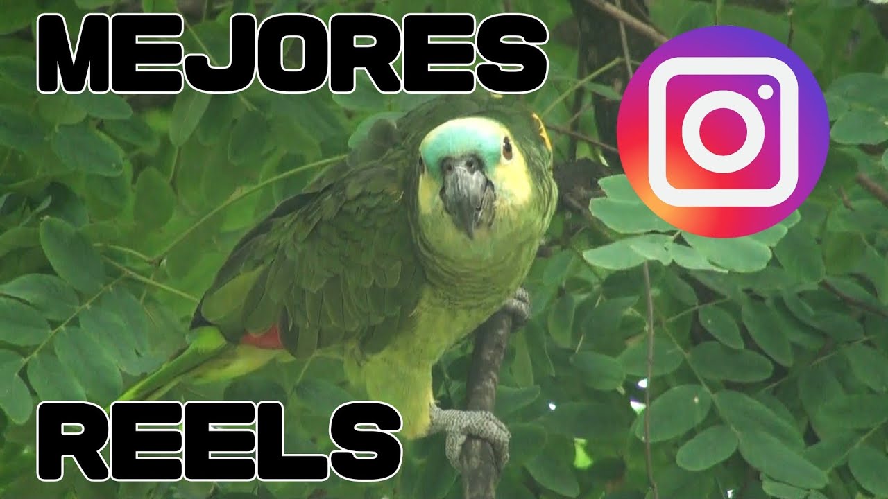 CURIOSIDADES de las AVES / CURIOSITIES of BIRDS * Momentos pocas veces ...