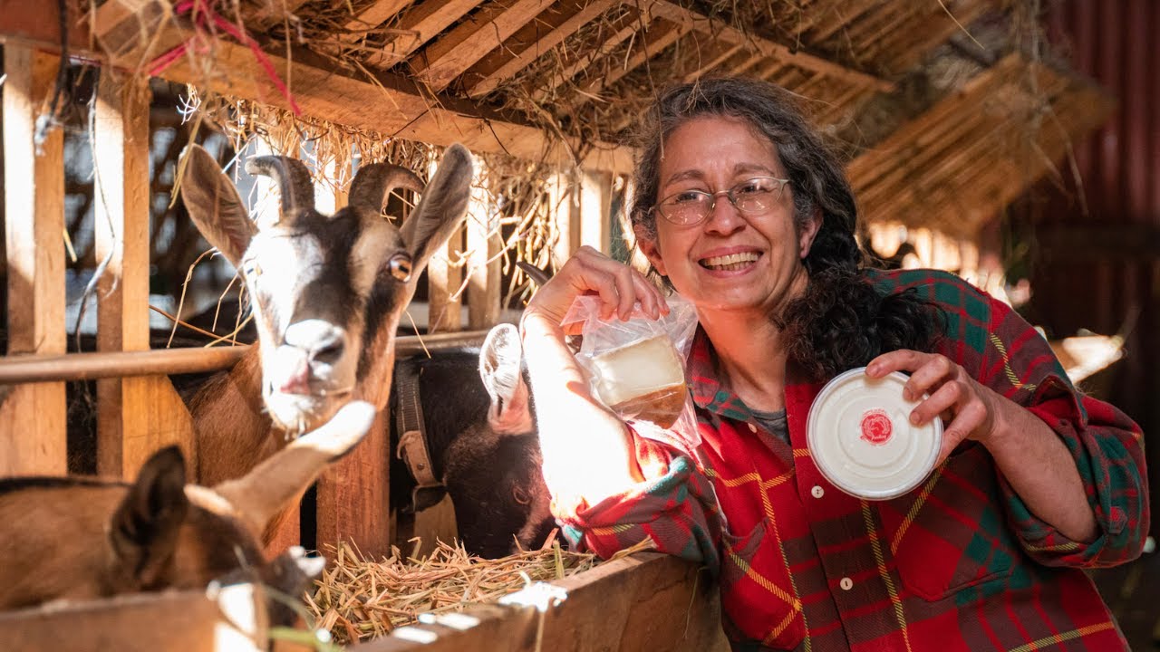 Meet the farm sustainably raising dairy goats in Guatemala - YouTube