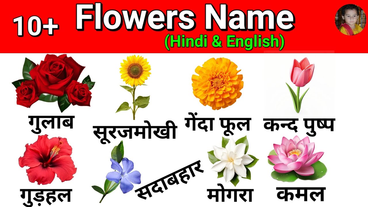 10 Flowers Name In Hindi & English With Picture |फूलों के नाम हिंदी और ...