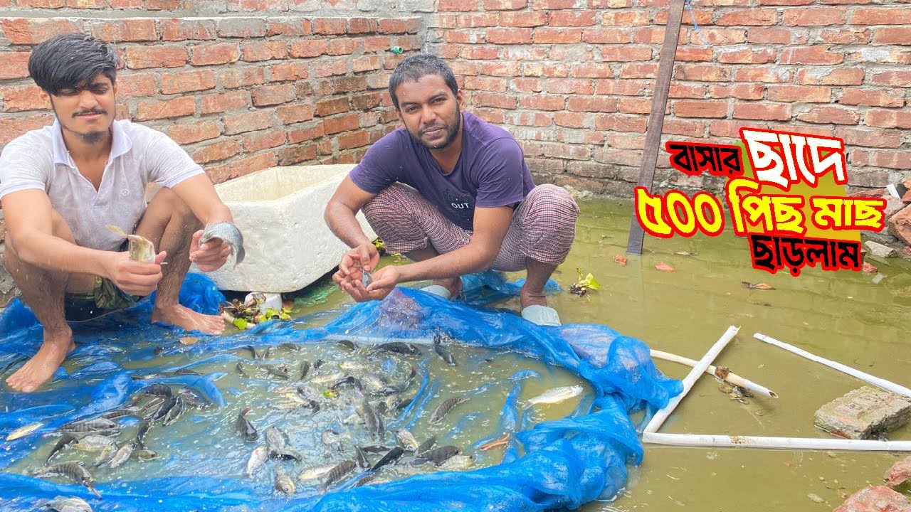 🐟 ছাদের ওপর জলজ জগৎ — ৫০০ মাছের নতুন আশ্রয়! 🐟 || Fishing video | মাছ ...