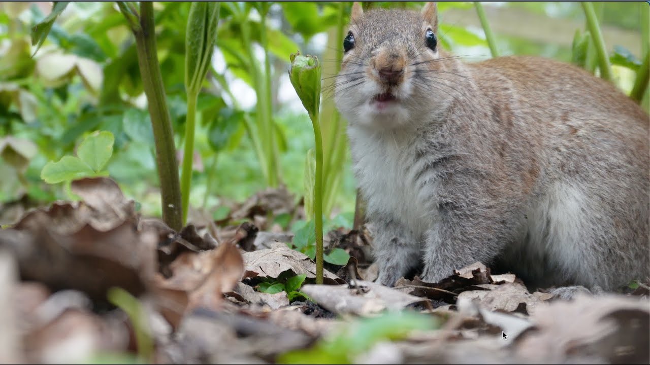 When You HEAR Squirrel Chatting & Chattering AS THEY GET CLOSER AND ...