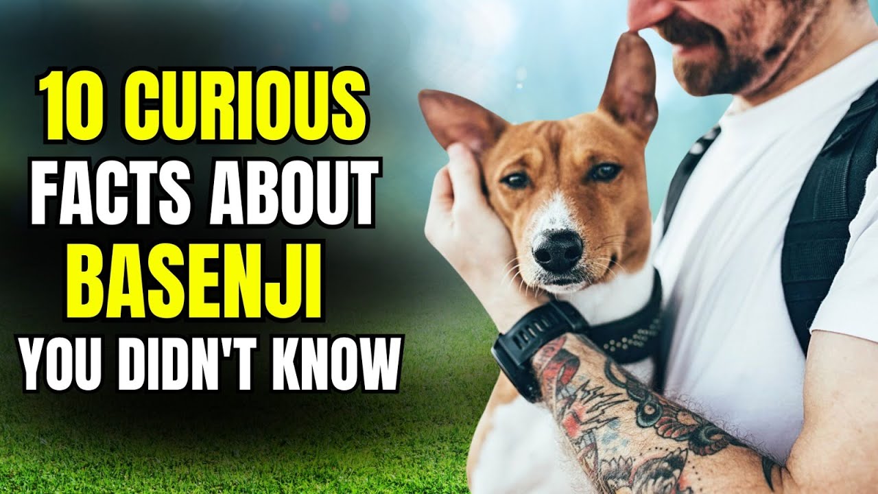 10 Curious Facts About Basenji You Didn't Know - YouTube