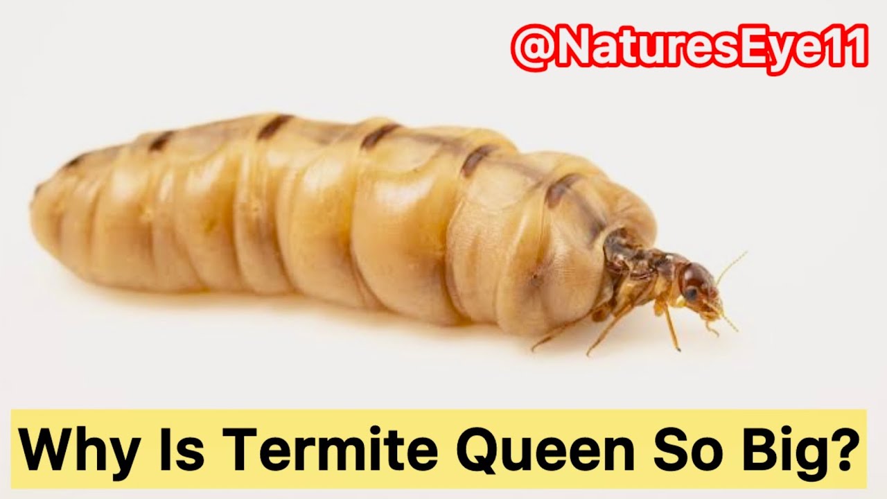 Why Is Termite Queen So Big? || @NaturesEye11 - YouTube