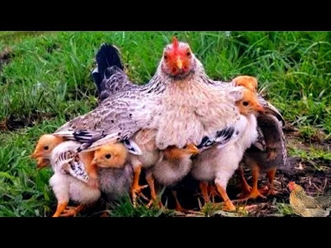 Mother hen protecting her chicks/protective mother mother hen/video of ...