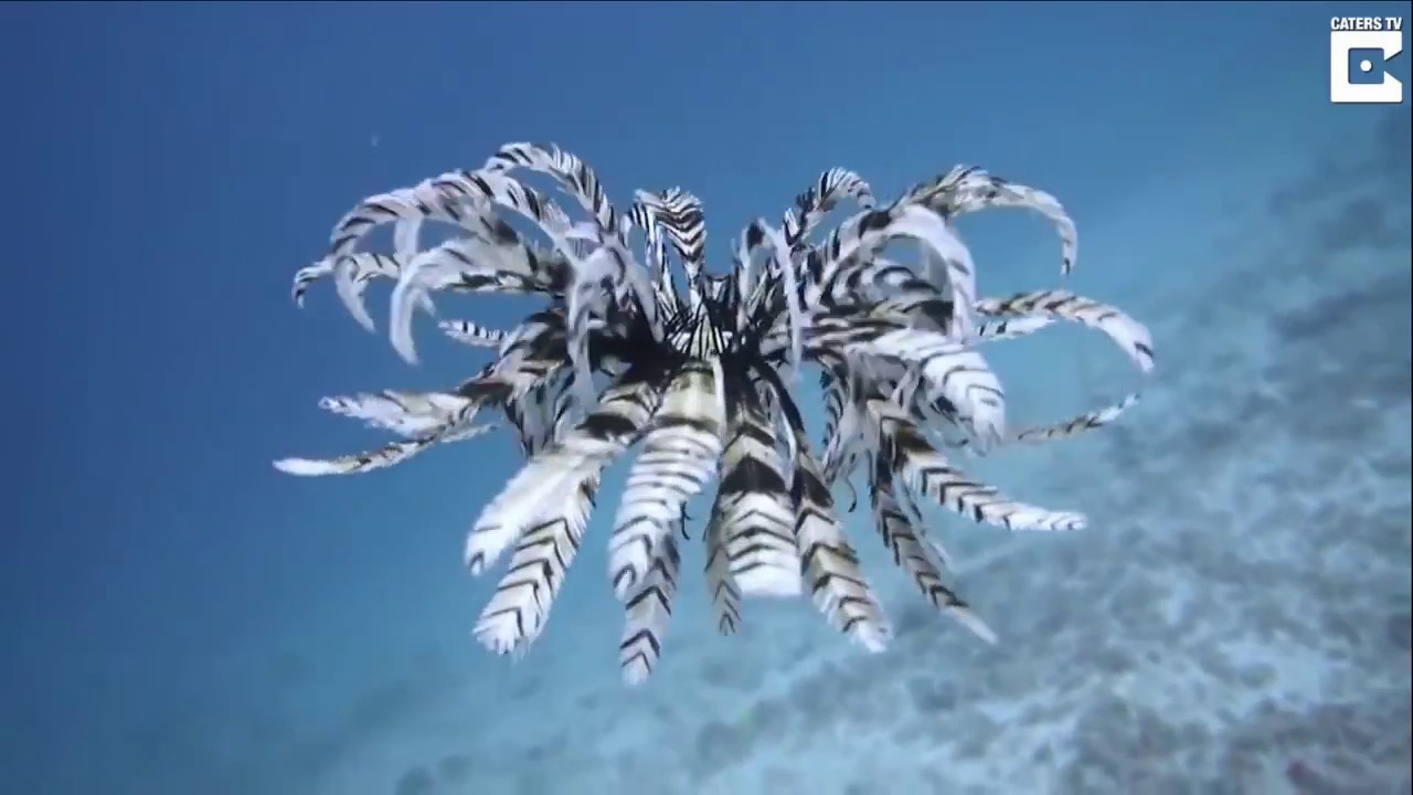 Swimming feather star web video - YouTube