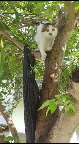 Ciko panjat pohon keres - YouTube