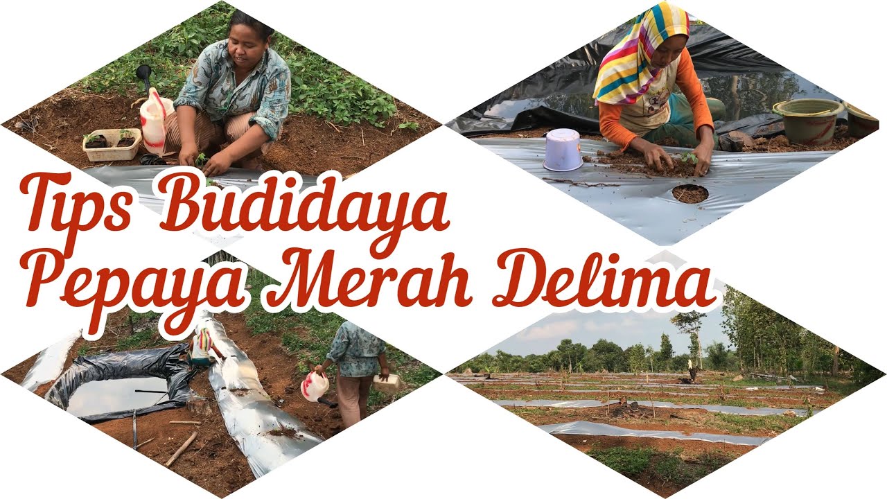Tips Budidaya Pepaya Merah Delima - YouTube