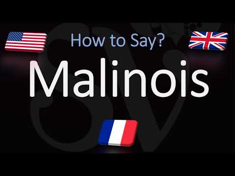How to Pronounce Malinois Dog? (CORRECTLY) Belgian Shepherd/Malinois ...