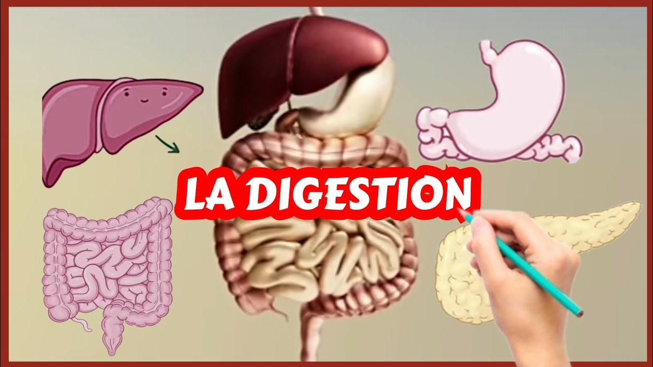 L'appareil digestif et la digestion (Physiologie) - YouTube