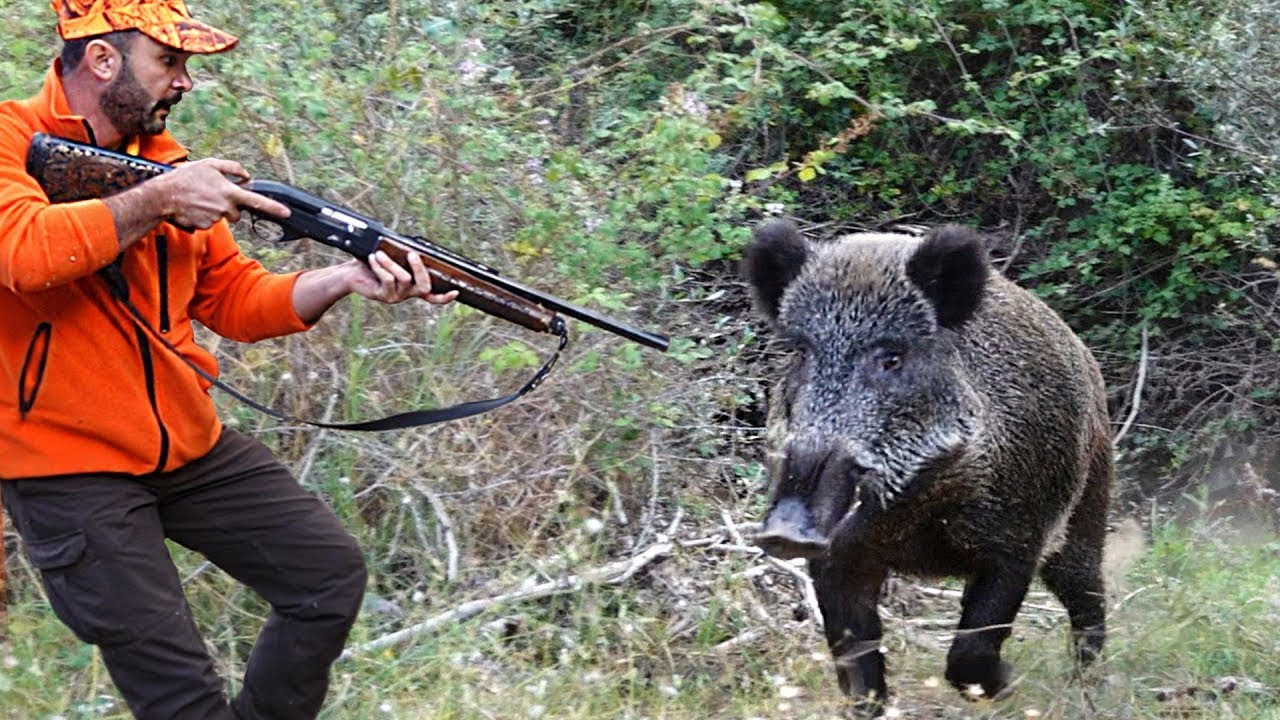 Wild Boar Attack Hunting - Top Wild Boar Hunting - YouTube
