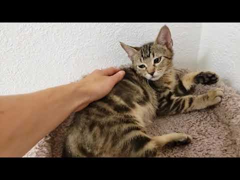 Ferris the Brown Marbled Tabby Kitten Cat - YouTube