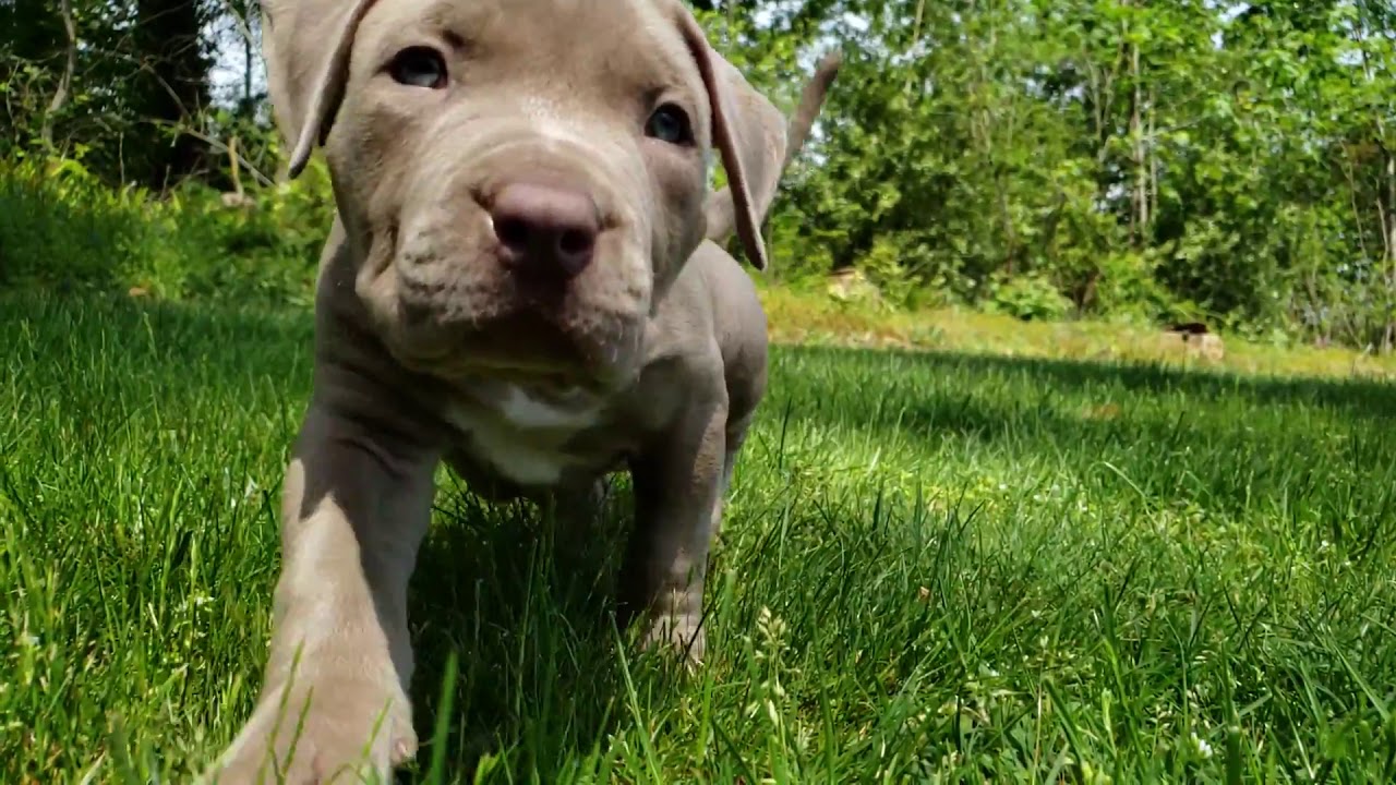 Puppy Boop! - YouTube