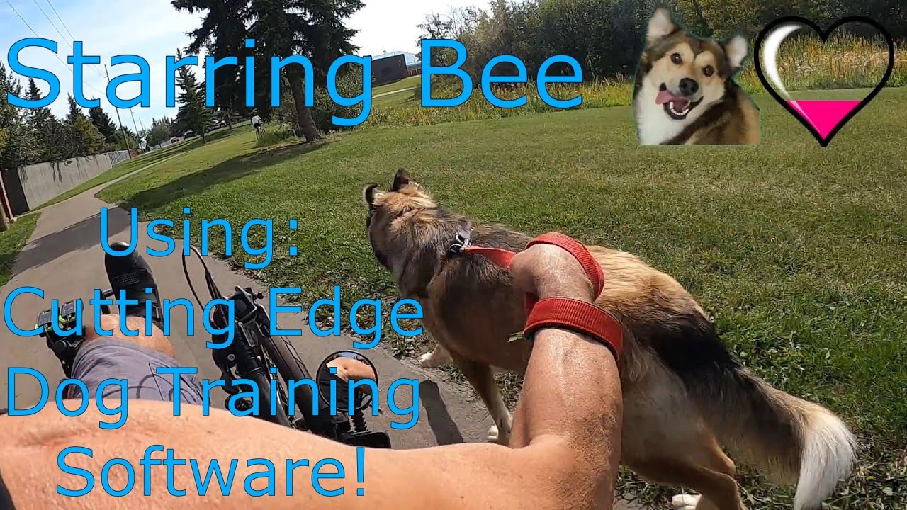 New Recumbent Trike Star Bee Using Cutting Edge Dog Training Software ...