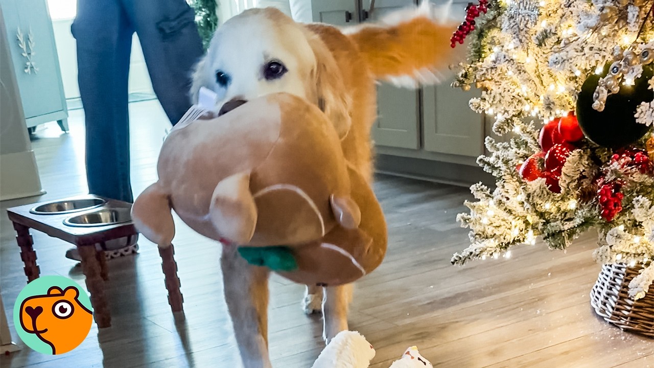Dog Started Carrying Toys Around For The Cutest Reason | Cuddle Buddies ...