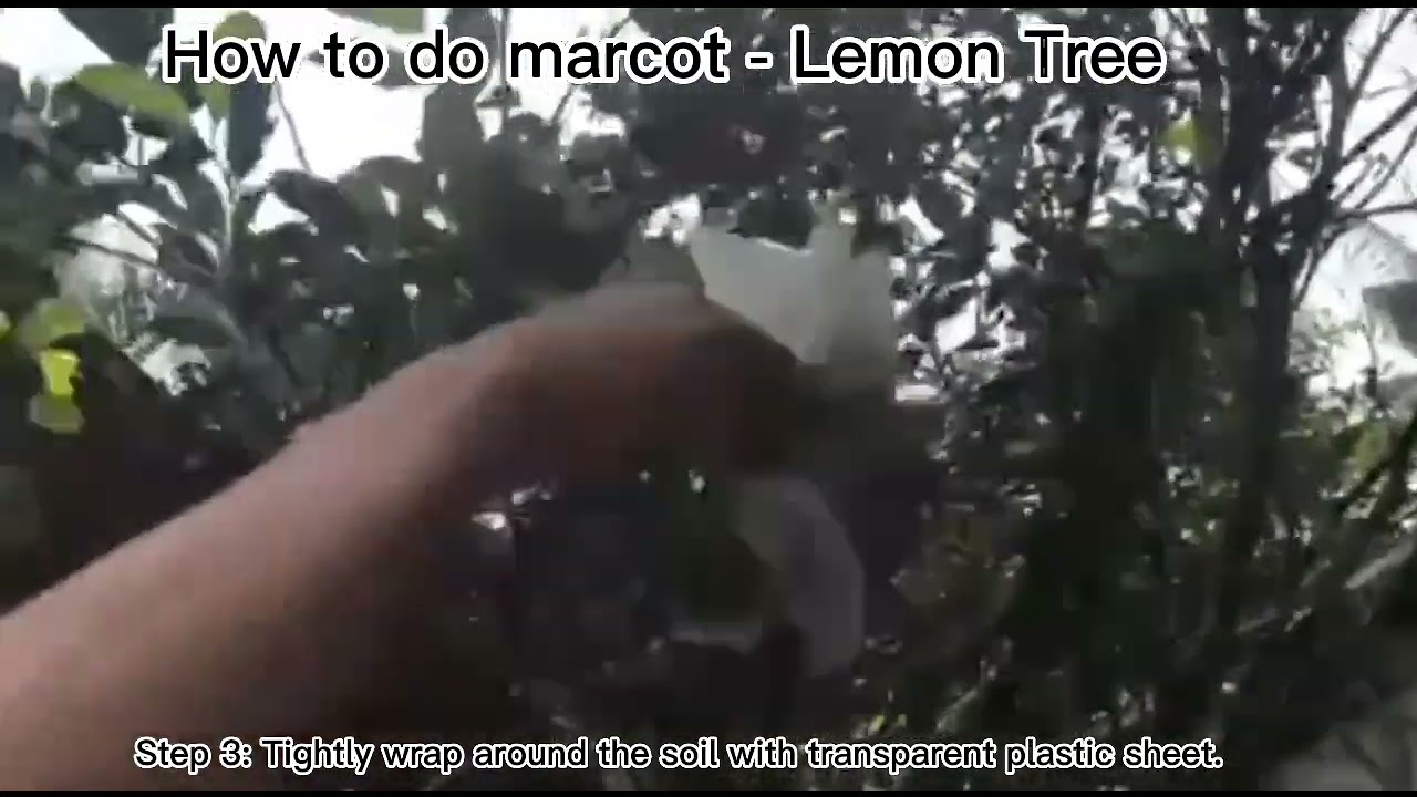 How to do marcot(Lemon Tree) - YouTube