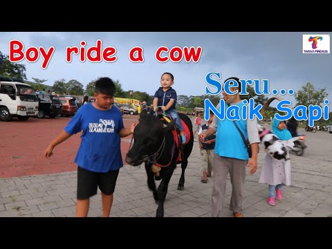 boy ride a cow | Naik Sapi | Anak Naik Sapi | Serunya Naik Sapi - YouTube