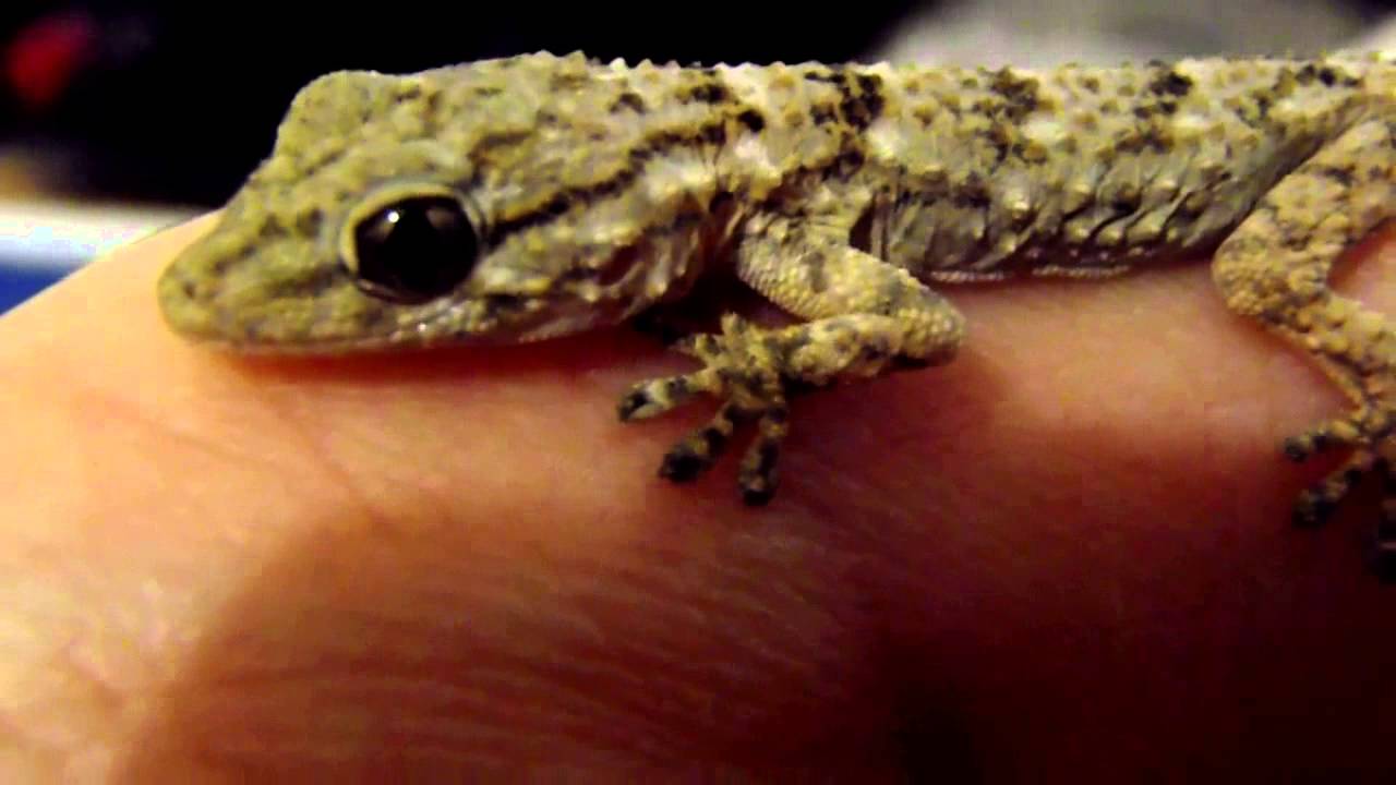 Il mio geco - YouTube