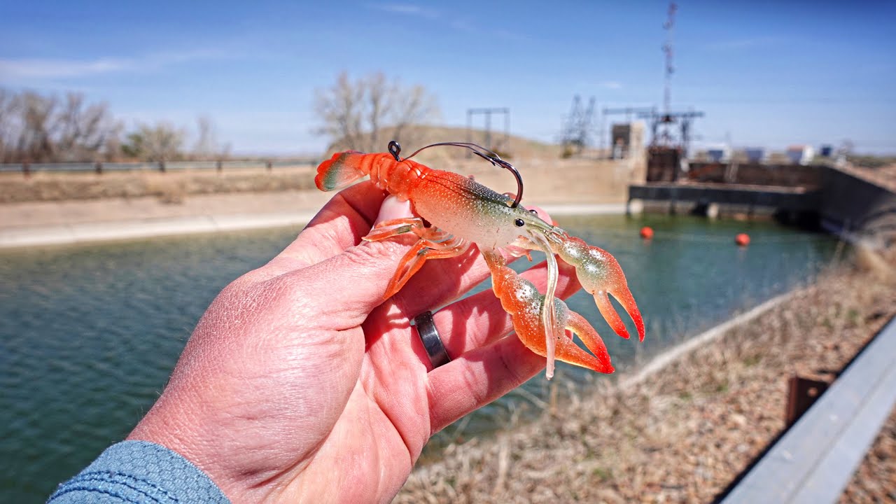 Dragging REALISTIC CRAW LURE Into A CLEARWATER CANAL!!! (Unexpected ...