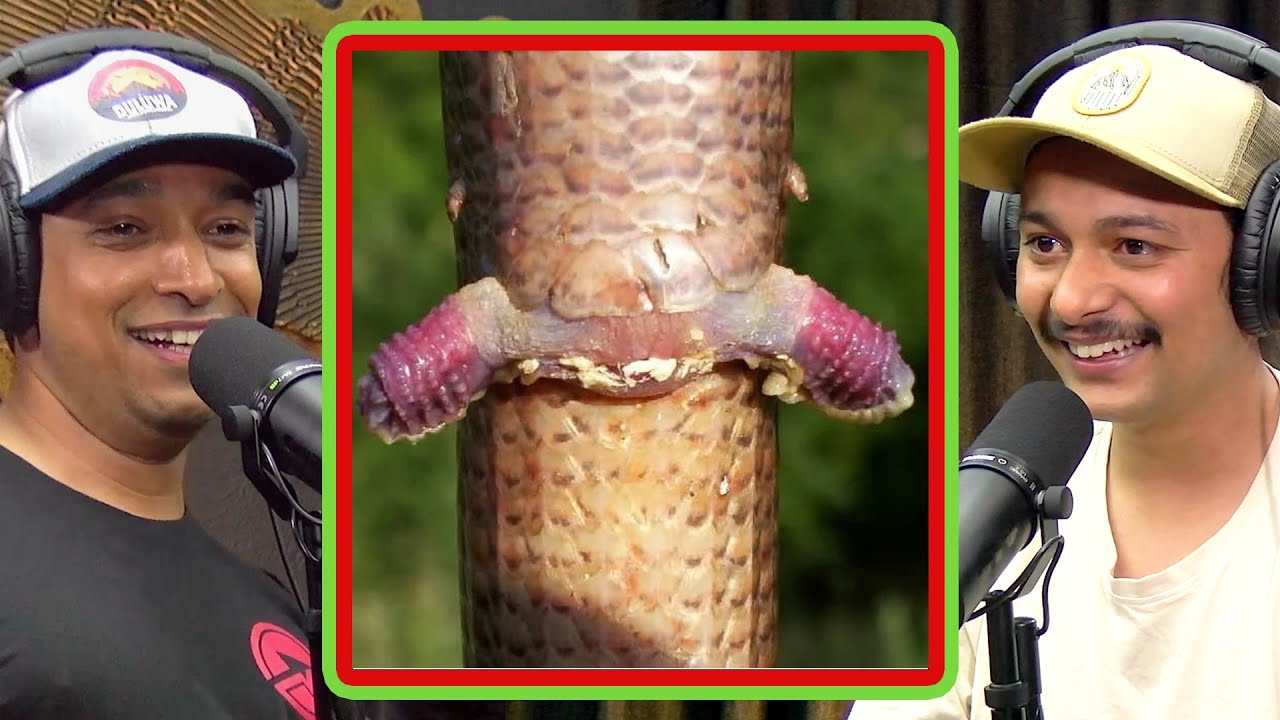 Snakes With 3 Reproductive Organs: Mind-Blowing Discovery! - YouTube