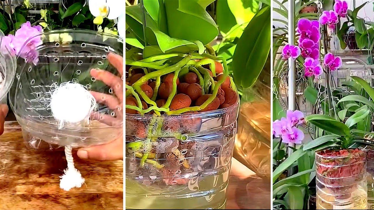 MENANAM ANGGREK DENGAN CARA INI MEMBUAT BUNGA LEBIH SUBUR DAN SEHAT ...