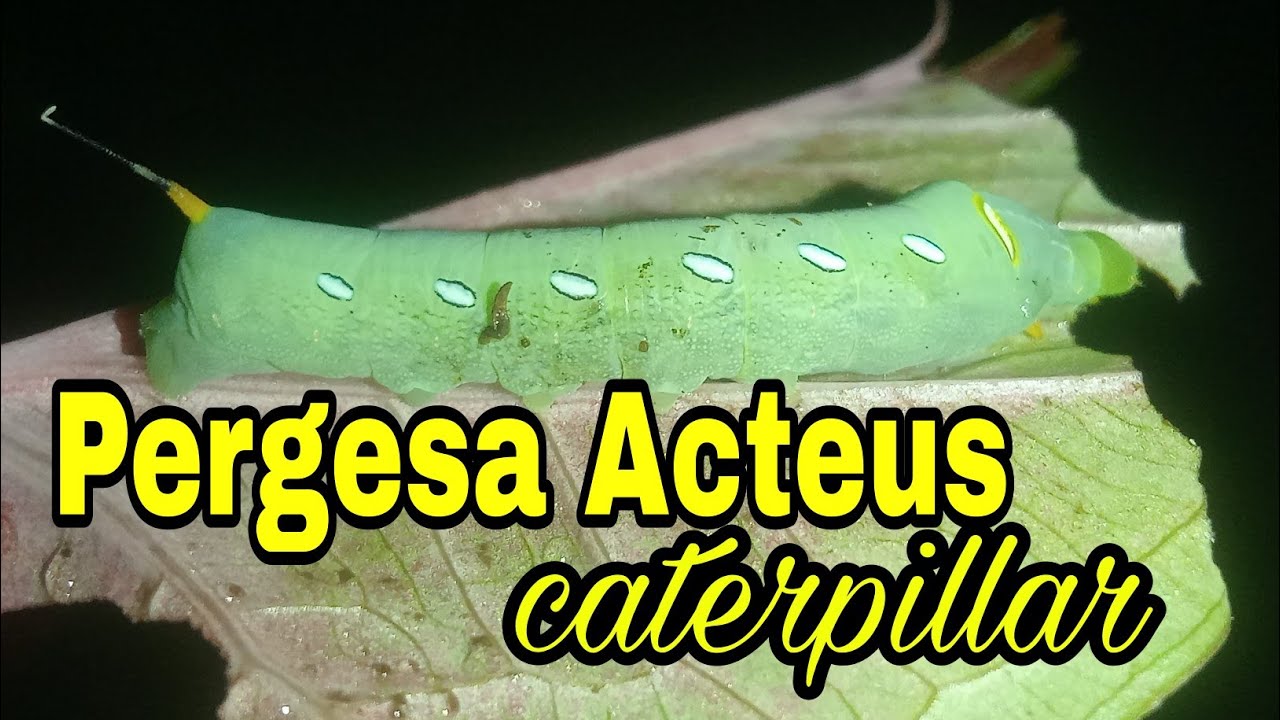 Pergesa Acteus caterpillar - YouTube