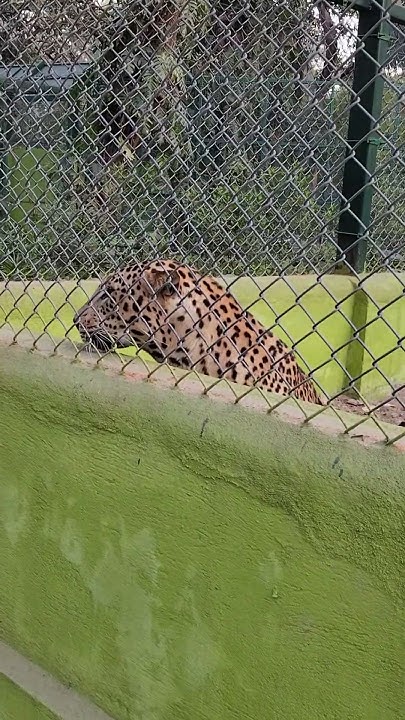 Tiger atek kiya Tatanagar jamshedpur zoo - YouTube