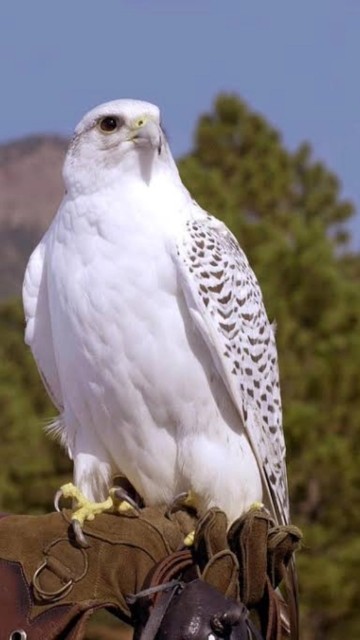 Most fastest birds in the world | Top Tube | Eagle #shorts #birds - YouTube