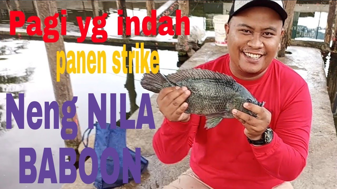 Mancing ikan Nila kolam Borongan ll panen Babon - YouTube
