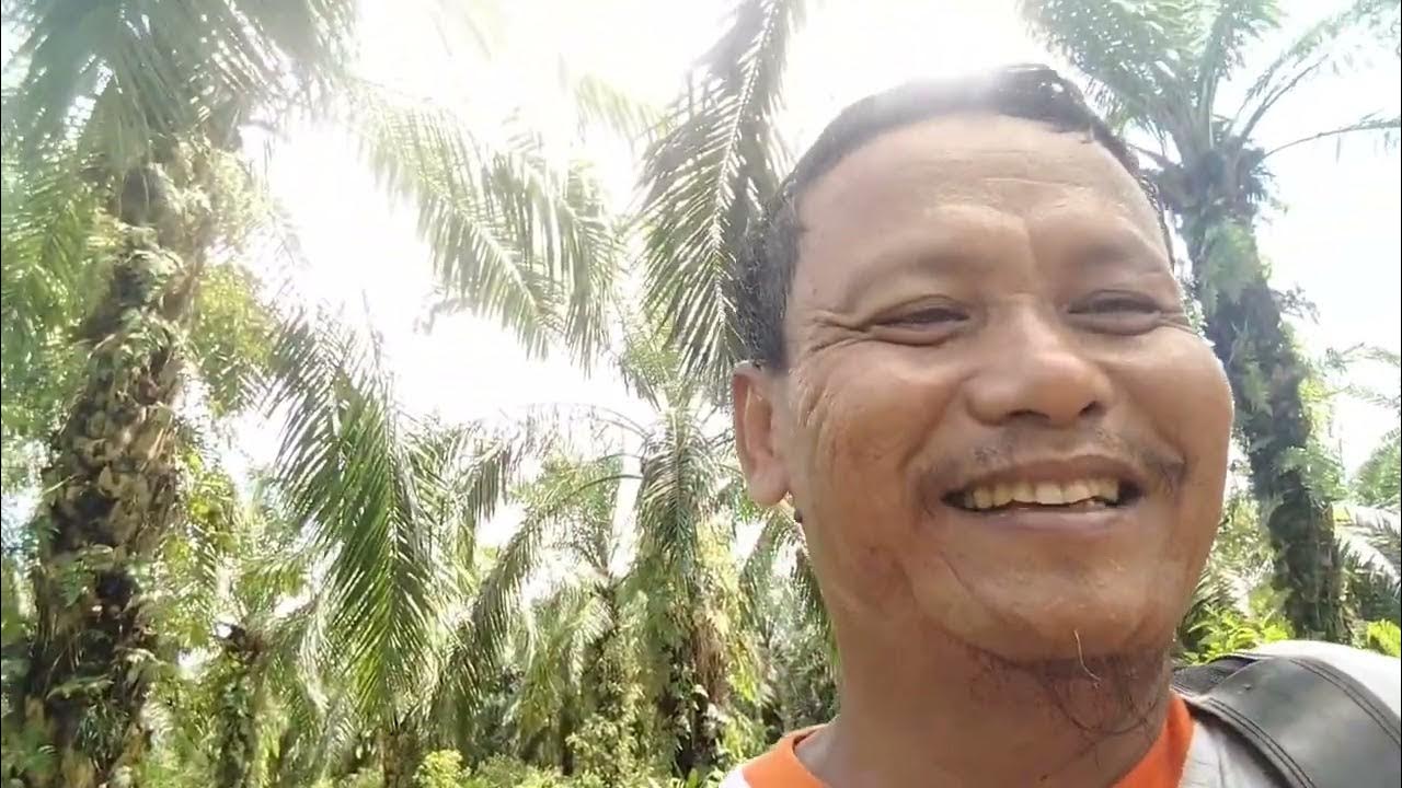 #Tetep semangat pengendalian jamur Ganoderma dengan pupuk poc wong agro # - YouTube