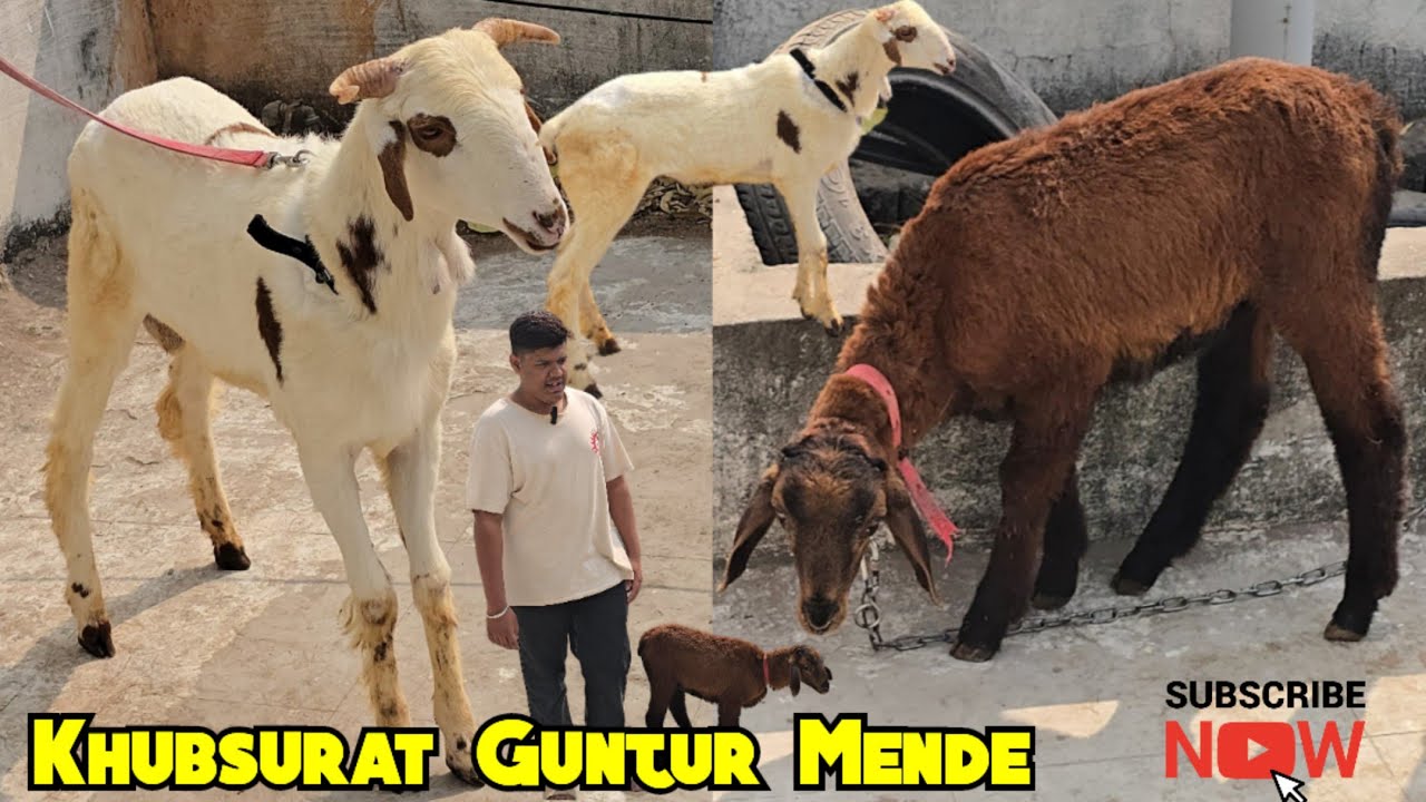 Guntur Baby Sheeps & Nellore Brown Sheep Available at Charminar | Mende ...
