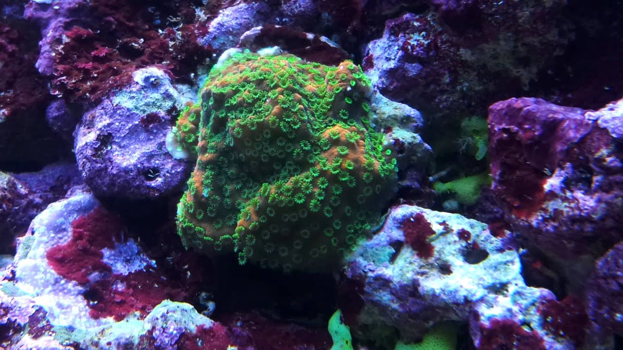 Sunset montipora - YouTube