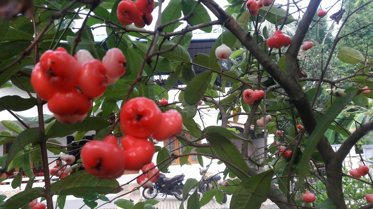 WATER APPLE /ROSE APPLE /BELL FRUIT/CHAMBAKKA/ WAX APPLE - YouTube