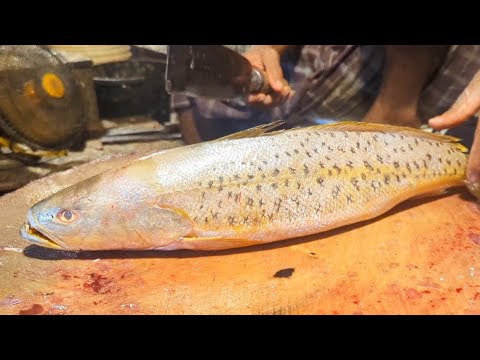 Most Popular Big Poa Fish Cutting Skills Live In khalek#shortvideo # ...
