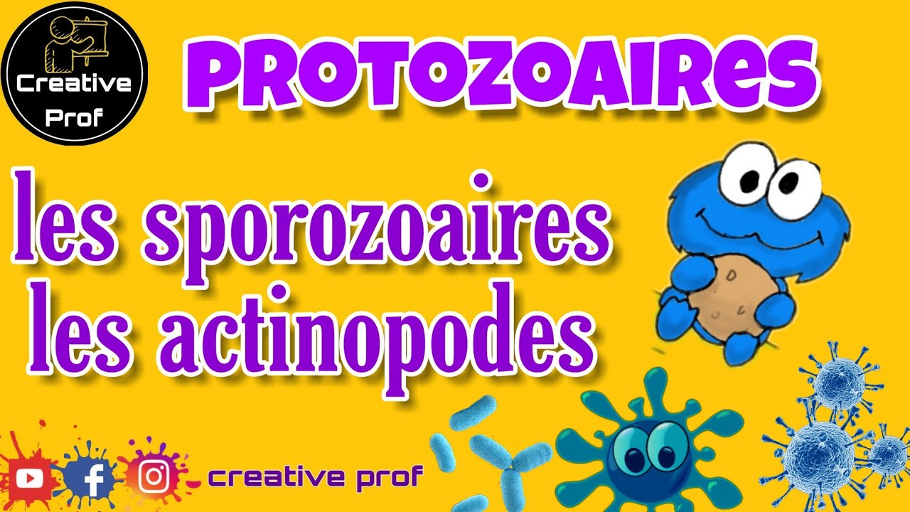 Protozoaire