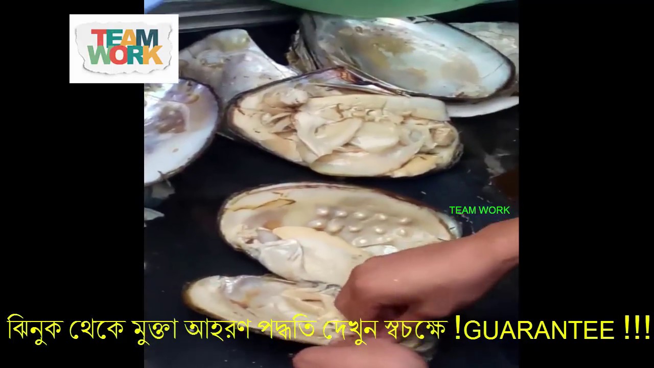ঝিনুক থেকে মুক্তা আহরণ পদ্ধতি দেখুন স্বচক্ষে !!! See pearl retrieval ...