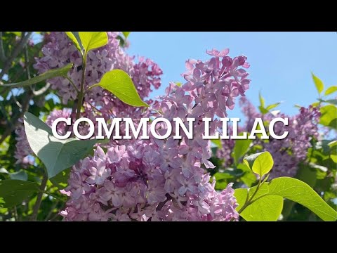 The Captivating Common Lilac - YouTube