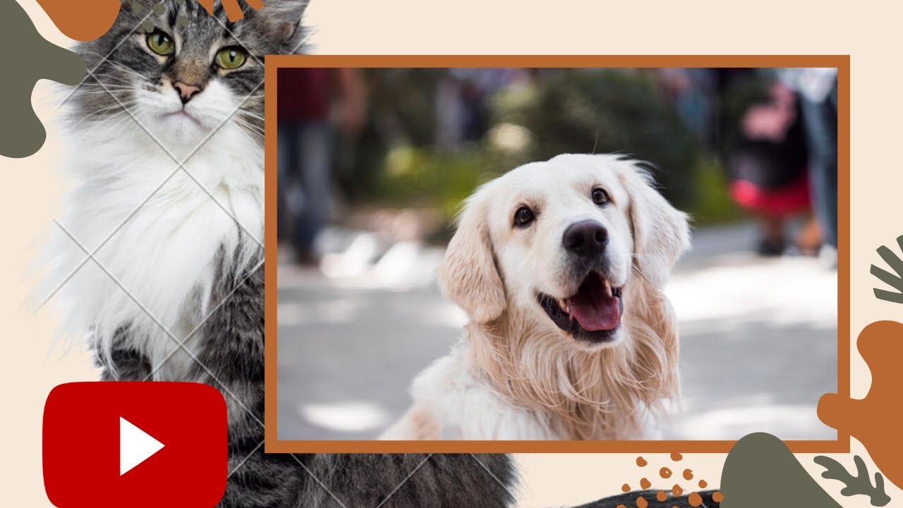 TOP Videos comicos de perros y gatos de la semana - YouTube