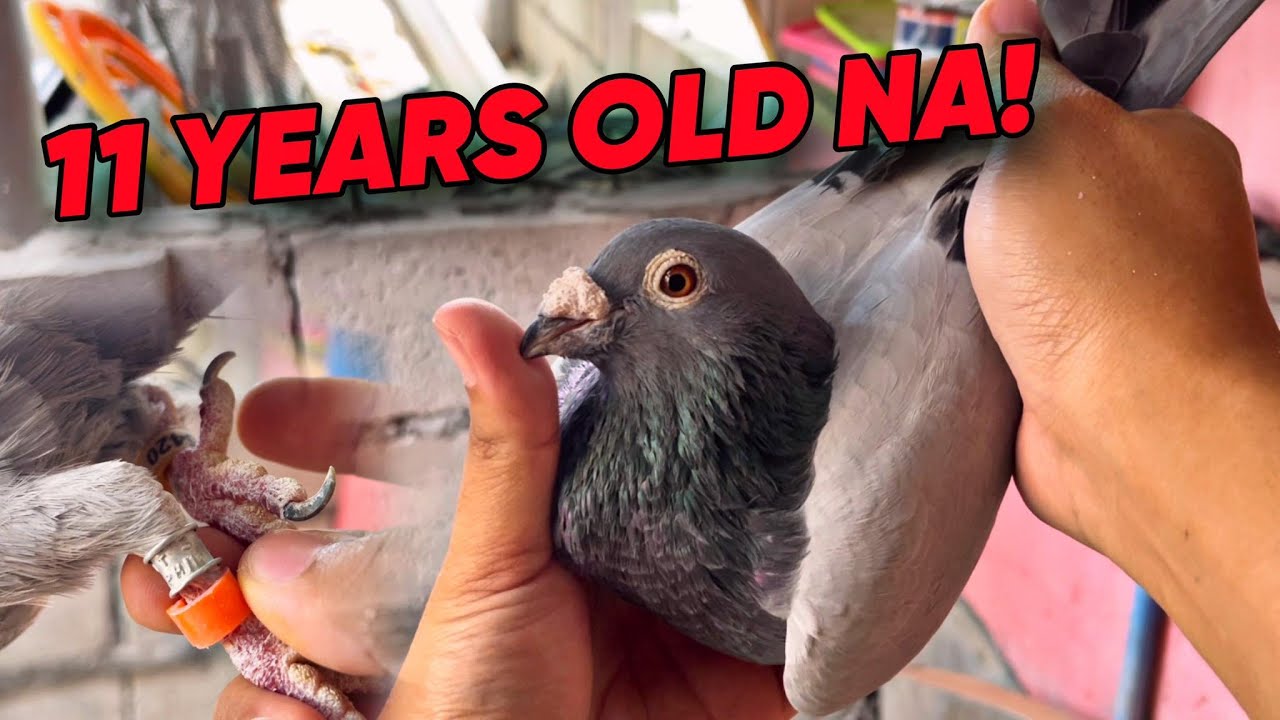 KALAPATING MATANDA NA KAYA PALA BORGA! - YouTube