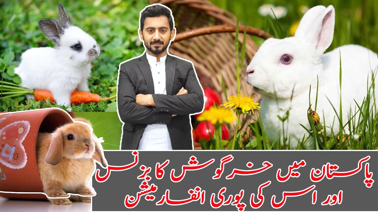 Rabbit Farming | Rabbit Farming in Pakistan | Feasibility Rabbit Farm ...