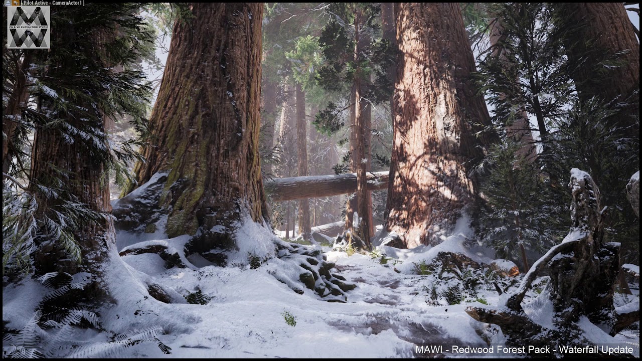 MAWI - Redwood Forest - Winter Update - YouTube