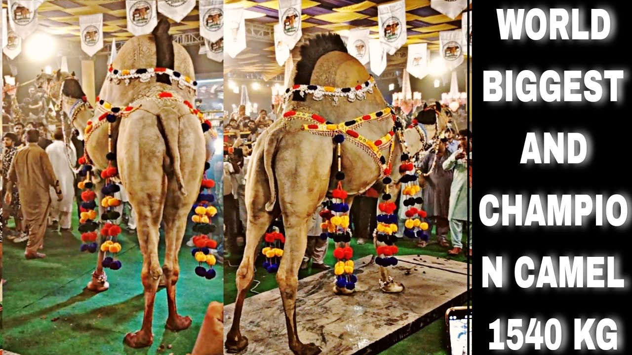 World Biggest Camel Nawab Win Heavyweight Competition 2024 Faisalabad ...