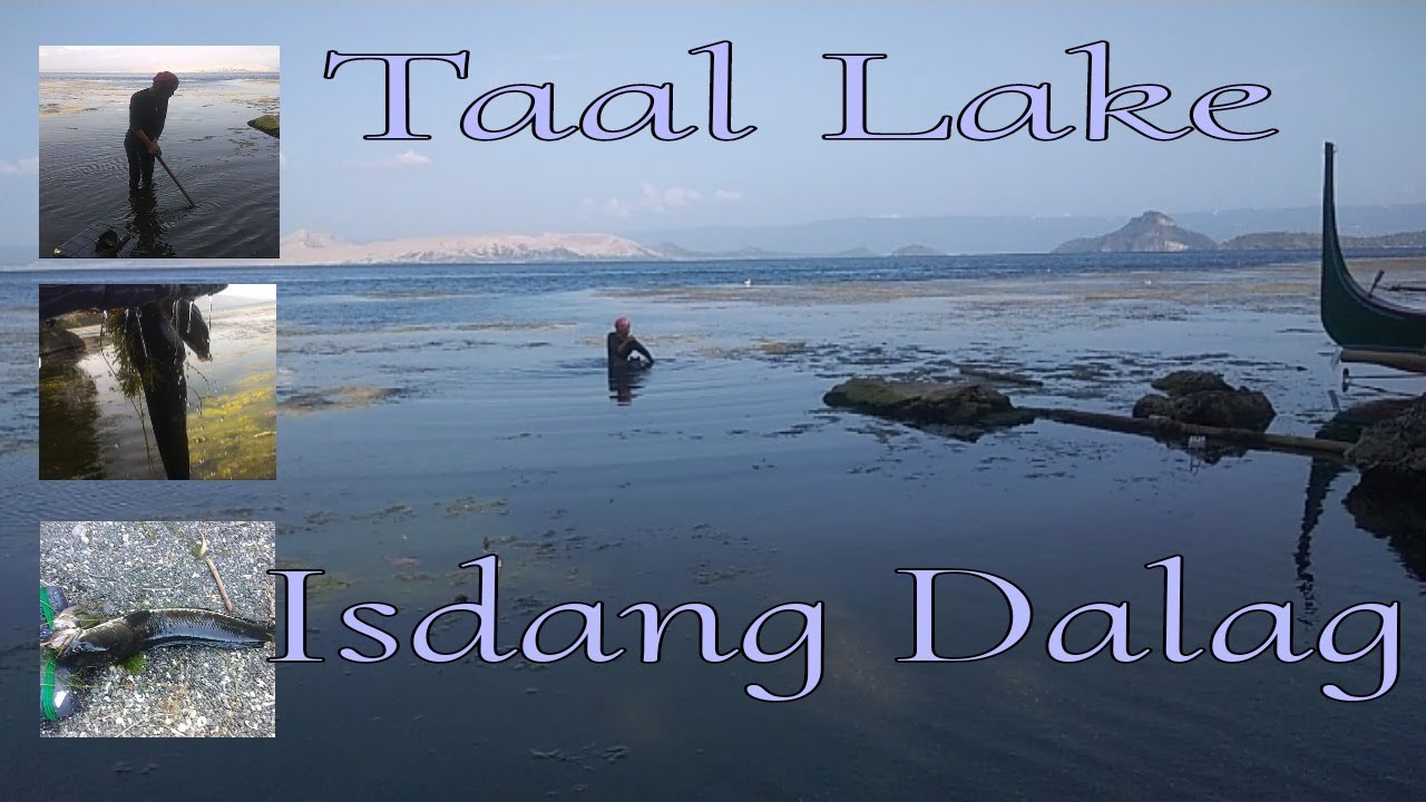 Ang tatay kong namamana nakahuli ng malaking isdang dalag sa Taal Lake😲 ...