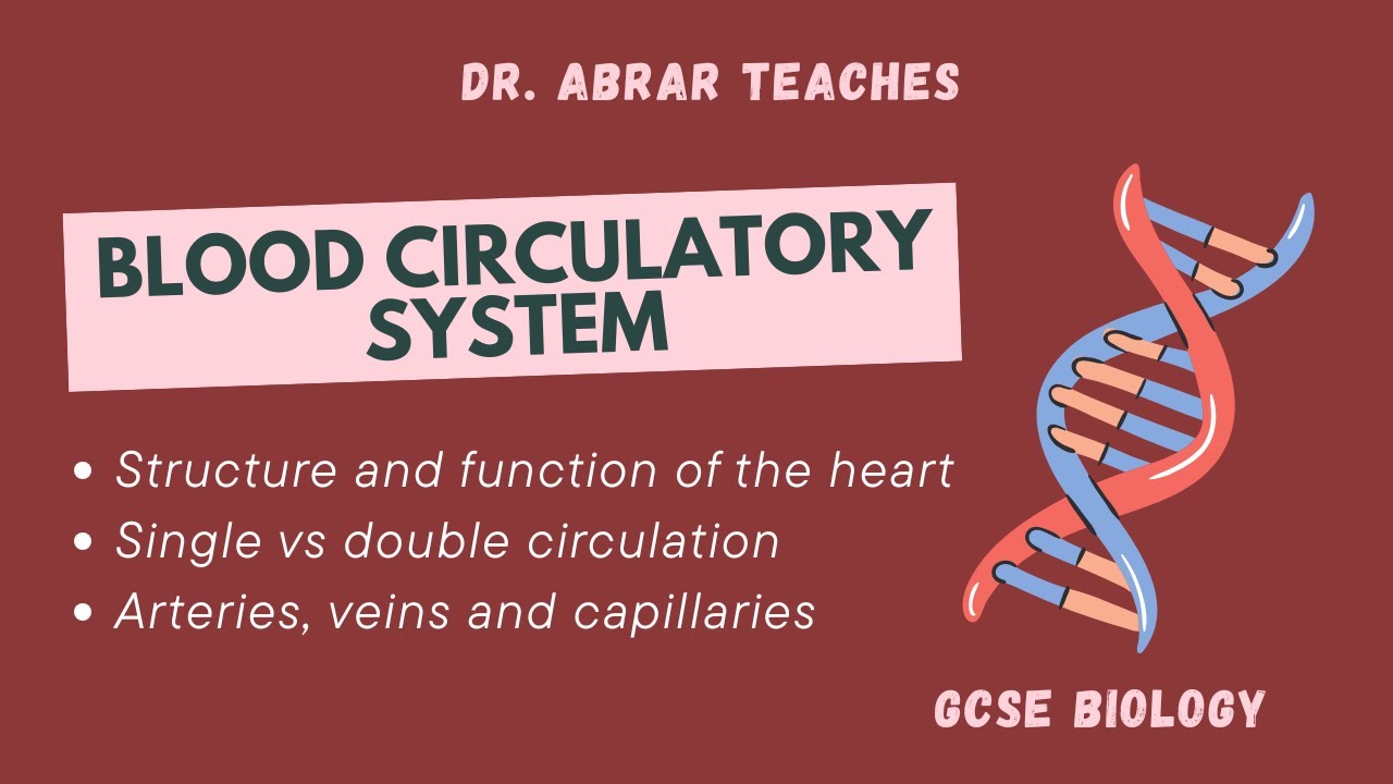 GCSE Biology: Blood Circulatory System | Double & Single Circulation ...
